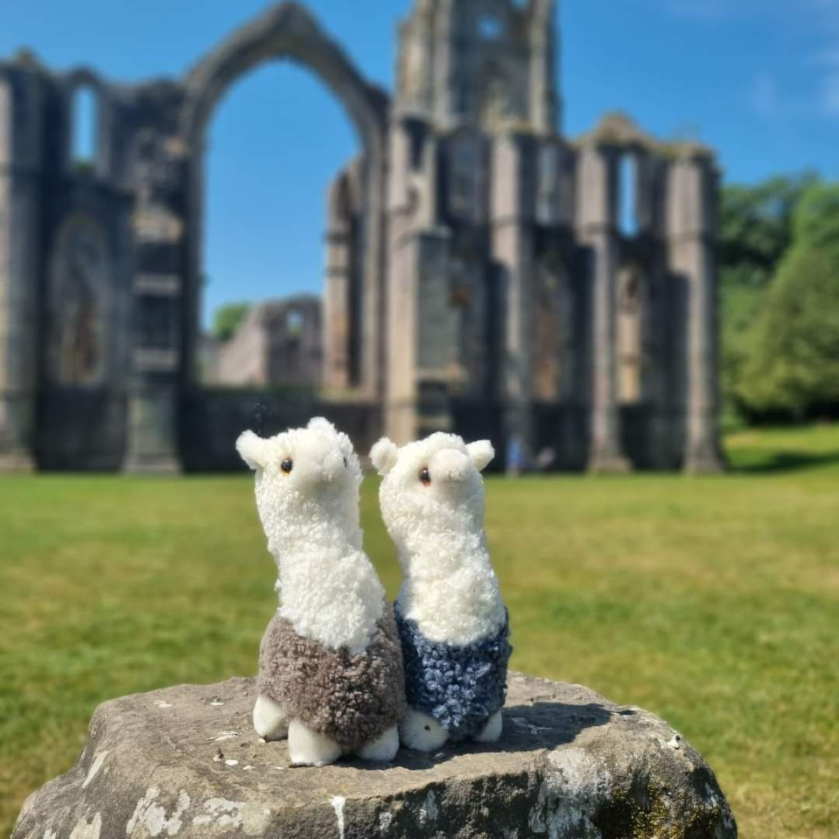 Alpaca – Jacobs And Dalton